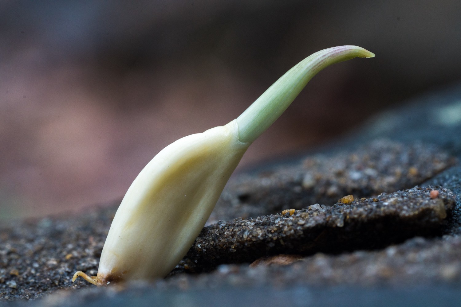 A $2000 garlic bud – Bruce Photos