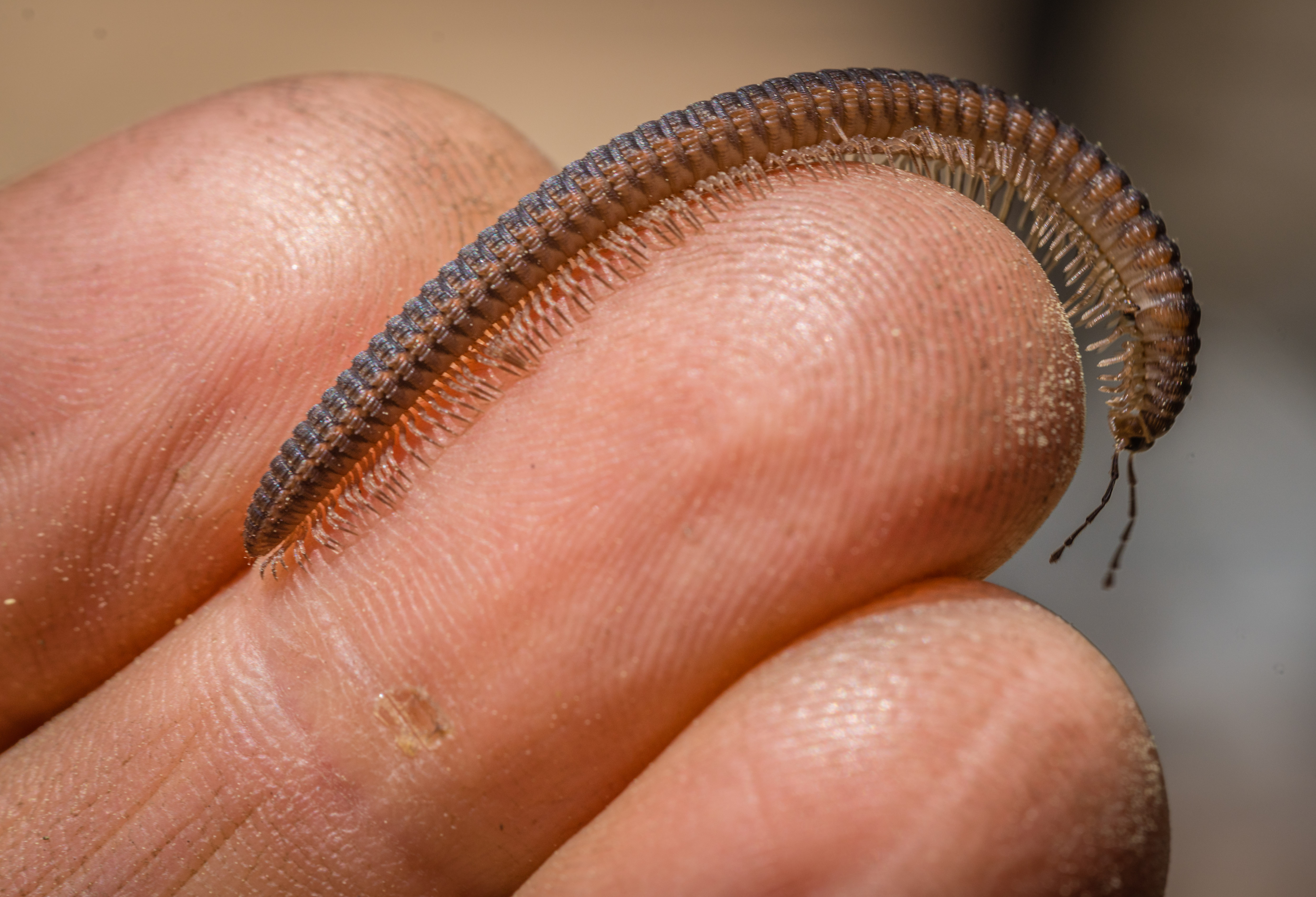 Cat Squid – Bruce Photos