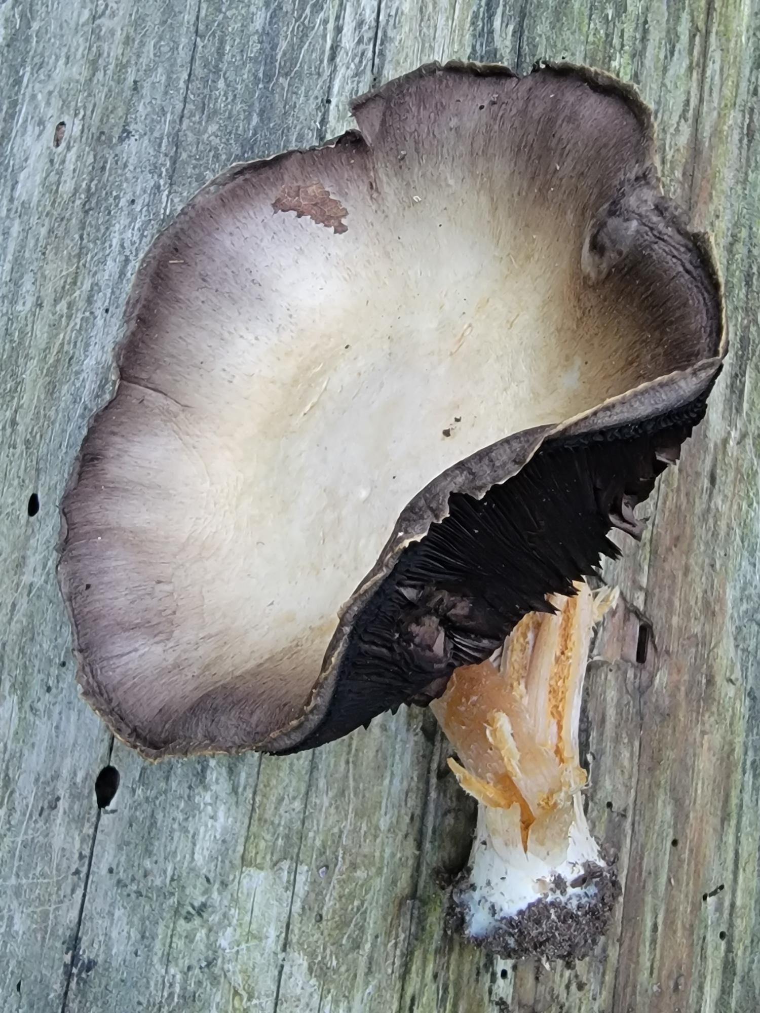 Meet Ruby! – Bruce Photos