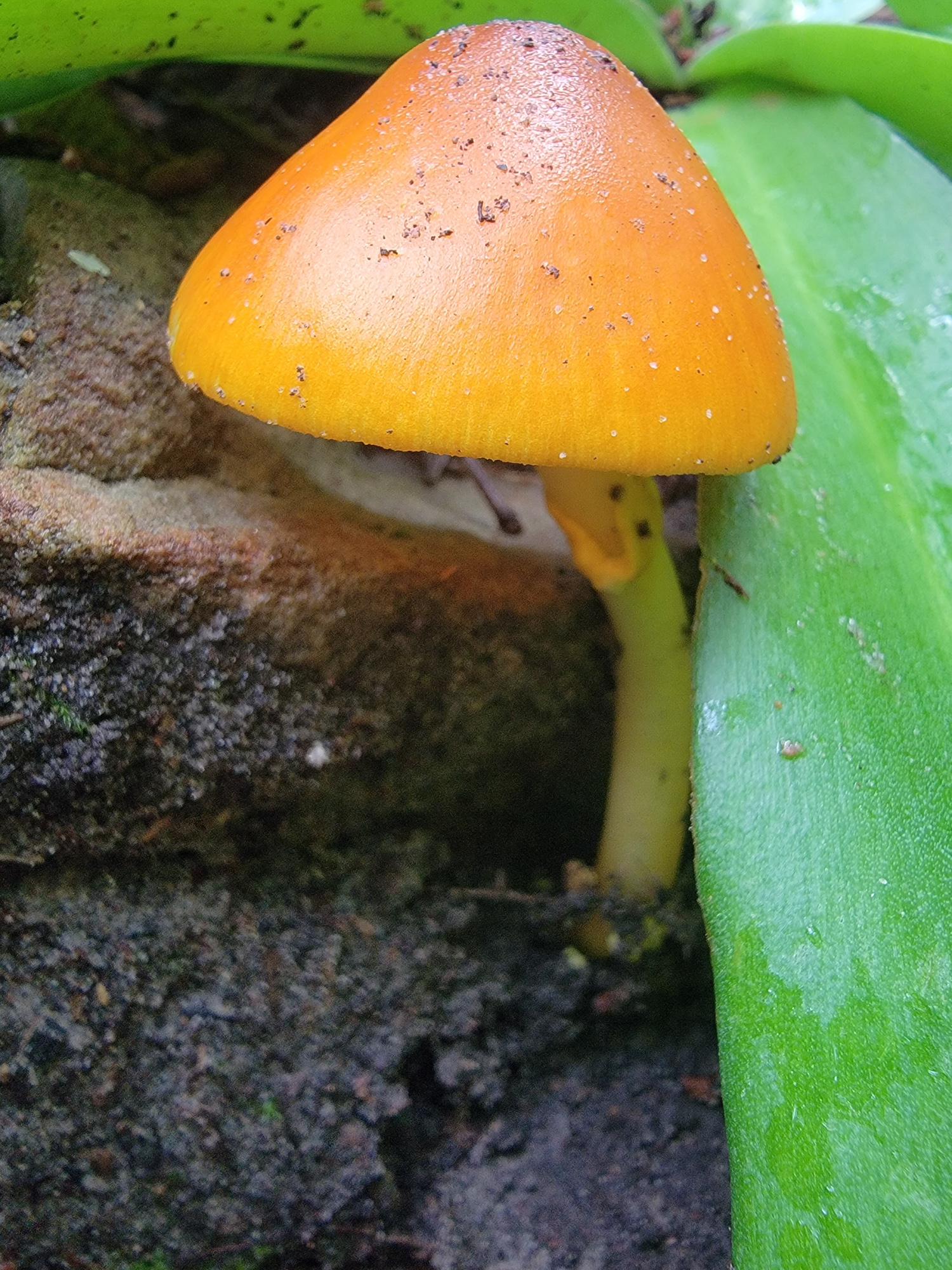 Meet Ruby! – Bruce Photos